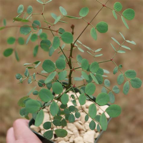 Cascalote Caesalpinia Cacalaco For Sale Planet Desert