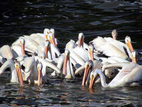 American White Pelicans Unlike The Brown Pelican Which Div Flickr