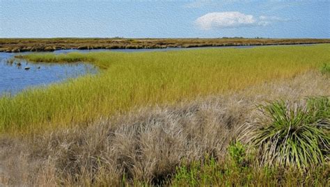Brackish Estuaries Over 5 Royalty Free Licensable Stock Illustrations