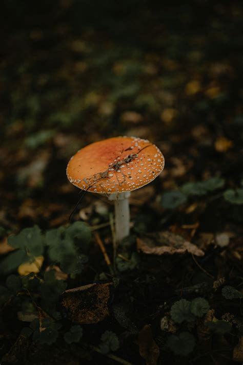 땅에 앉아있는 작은 주황색 버섯 사진 Unsplash의 무료 아마니타 이미지