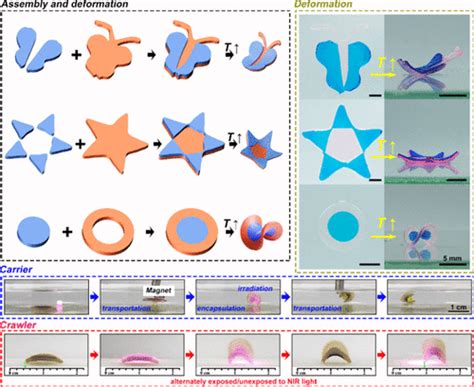 Controllable Shape Morphing Nanocomposite Hydrogels For Robust Multi Stimuli Responsive