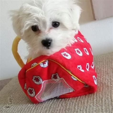 Tanec Танец ќе биде дел и од овогодишната „Галичка свадба“ којашто