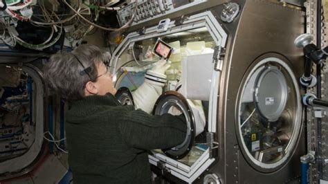 Stem Cells To Be Sent To Space To Test The Effect Of Microgravity
