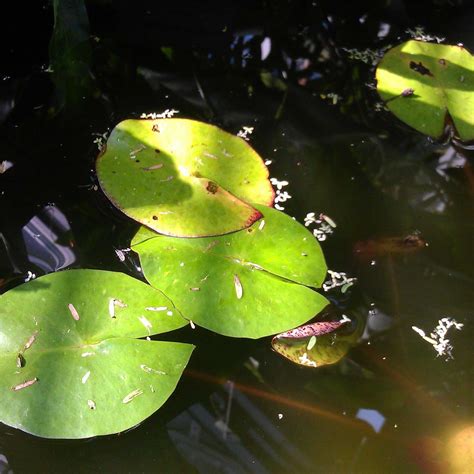 Nymphaea Stellata