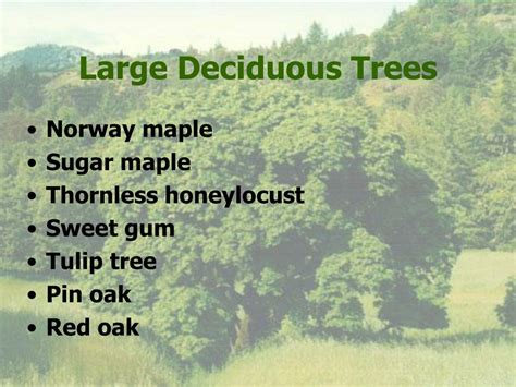 Ppt Deciduous Trees Powerpoint Presentation Free Download Id