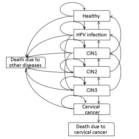 Natural History Of Cervical Cancer Hpv Human Papillomavirus Cin