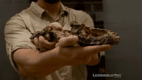 Fossil Discovery In Brazil Uncovers Pre Dinosaur Reptile Latinamerican Post
