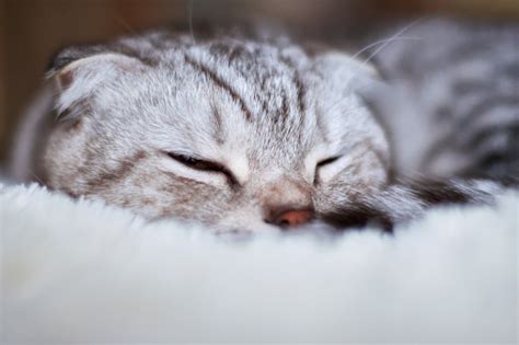 품종 스코티시 폴드 무성 한 회색 아름 다운 성인 고양이 수 면 가까이 초상화 고양이 새끼에 대한 스톡 사진 및 기타 이미지