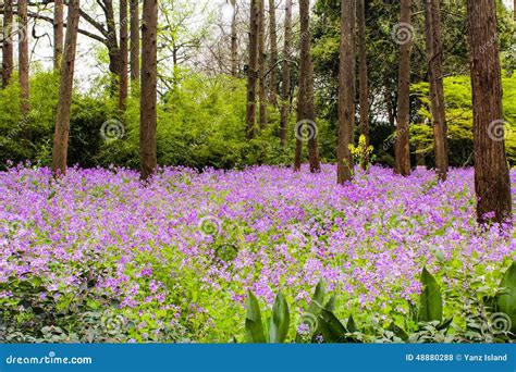 Purpere Bloemen In Het Bos Stock Foto Image Of Bloemen 48880288