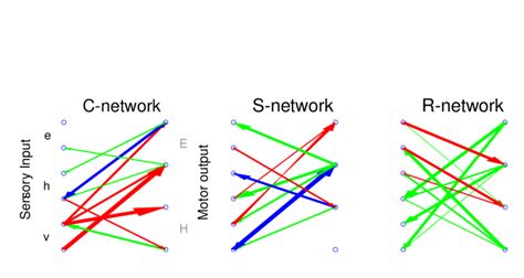 Connectivity Profiles For A Representative C Network S Network And Download Scientific