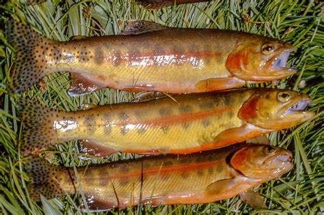 Big Golden Trout At Peggy Rios Blog
