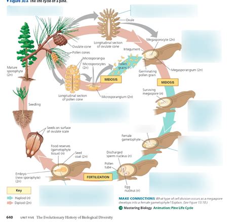 Gymnosperm Pine Life Cycle Diagram Quizlet