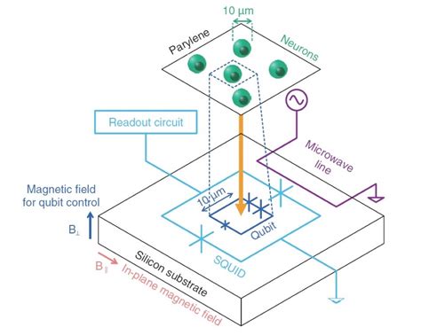 Characterization Of Metal Ions In Neurons Using A Superconducting Flux Qubit Ntt Randd Website