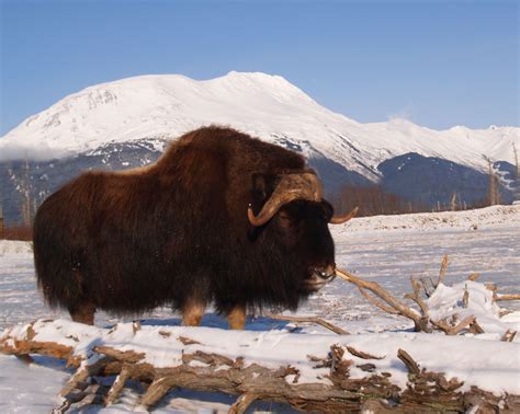 Musk Ox Of Alaska Explored Flickr Photo Sharing