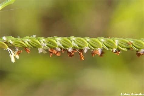 Water Paspalum Native Plants