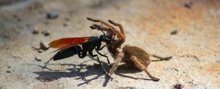 Tarantula Hawk Wasp