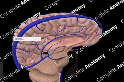 Basal Vein Complete Anatomy