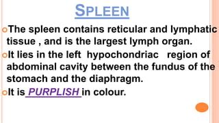 Spleen And Lymph Nodes Anatomy And Physiology Pptx