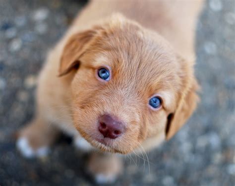 Blue Eyes A Toller Puppy Shows The Dof Of A 35mm Lens Flickr