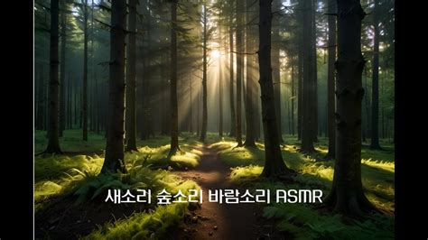새소리 숲소리 바람소리 Asmr 공부 집중 수면유도 깊은잠 명상 자연의 소리 6시간 Meditation Sound Birds Singing