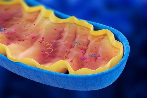 Premium Photo Close Up Cross Section View Of A Mitochondria On A Blue Background 3d Rendering