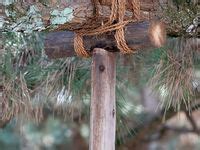 7 Tree Crutch Ideas Tree Support Tree Coastal Area Rugs