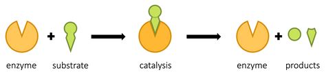 Enzyme