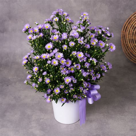 Order Aster Floral Arrangement Online Same Day Delivery Uae Fnp Ae