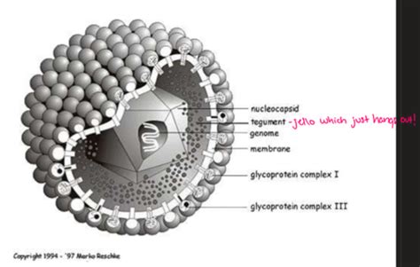 Ch Virus Structure Classification E Flashcards Quizlet