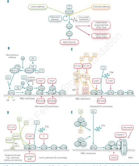 Figure 1 From Complement Inhibitors To Treat Igm Mediated Autoimmune Hemolysis Semantic Scholar