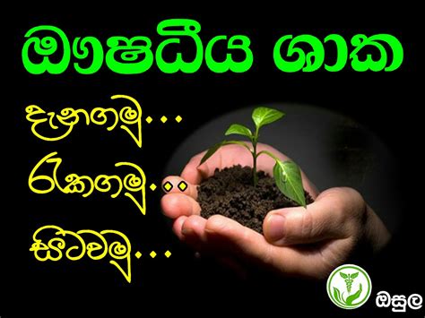 ඔසුල ඖෂධීය ශාක දැනගමු රැකගමු සිටවමු🌱🌱🌱 🌿අප සැවොම තමා ජීවත් වන ලොකු කුඩා කුමන හෝ ගෙමිදුලක්
