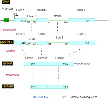 Schematic Gene Structure Download Scientific Diagram