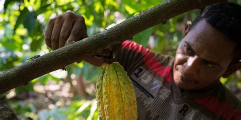 Cocoa Climate Chocolates Cultivation And The Future Of The Cocoa Bean