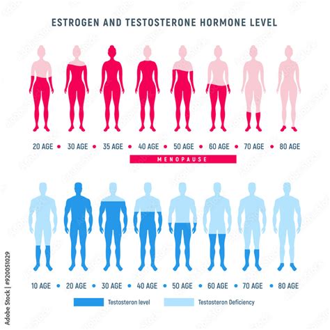 Estrogen And Testosterone Hormone Levels By Age Diagram Showing