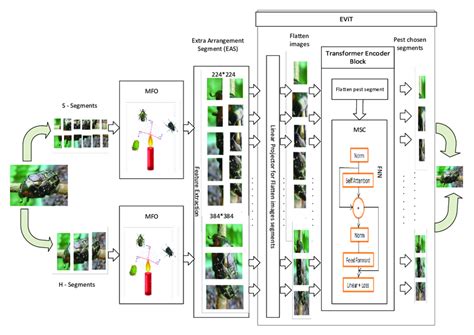 Proposed Enhanced Vision Transformer Architecture Evita Model Download Scientific Diagram