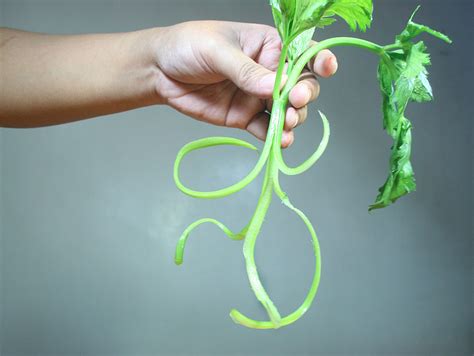 How To Make Celery Curls 5 Steps With Pictures Wikihow