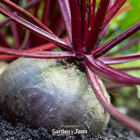 วิธีปลูกบีตรูต บีทรูท ผักกินหัวมากประโยชน์ บ้านและสวน