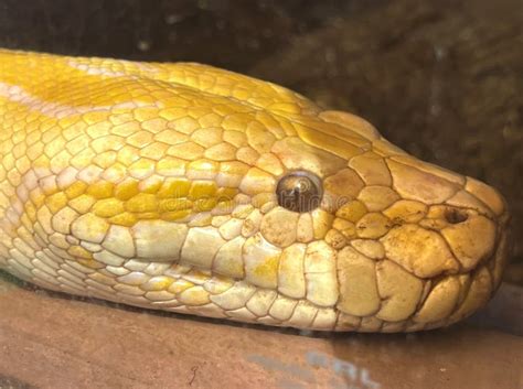 Albino Snake Stock Image Image Of Wildlife Turtle 372499643