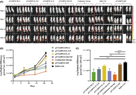 Detection Of The Fluorescence Signal Intensity Of Ct26‐irfp Expressed