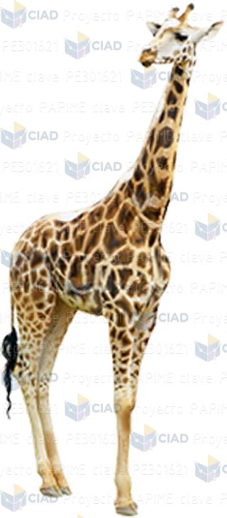Ciad Catálogo De Insumos Audiovisuales Digitales