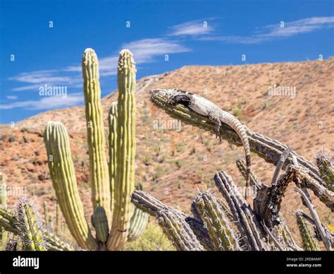 Adult Spiny Tailed Iguana Ctenosaura Conspicuosa Basking In The Sun