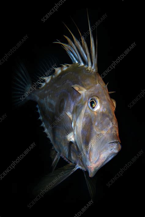 John Dory Fish At Night Stock Image C0567807 Science Photo Library