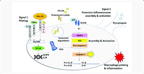Nlrp3 Inflammasome Two Step Activation The First Priming Step Is