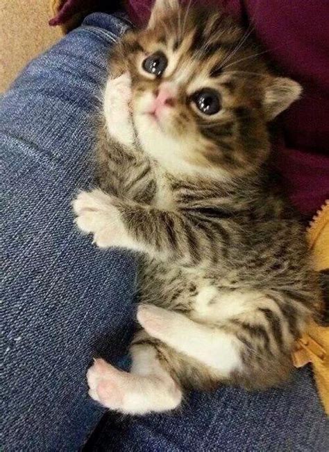 Thinking Cat Blank Template Imgflip