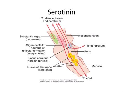 Reticular Activating System Ppt