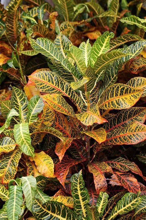 9 Reasons Why A Croton May Drop Its Leaves Gardeners Path