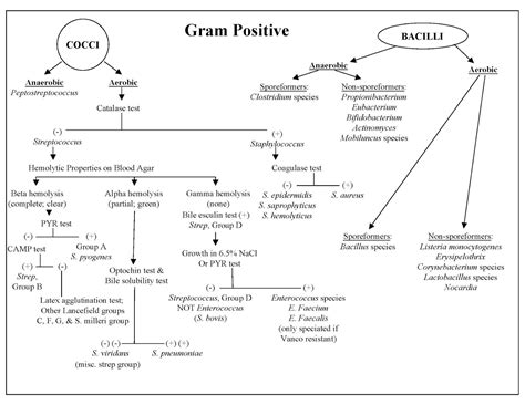Gram Negative Bacteria Chart
