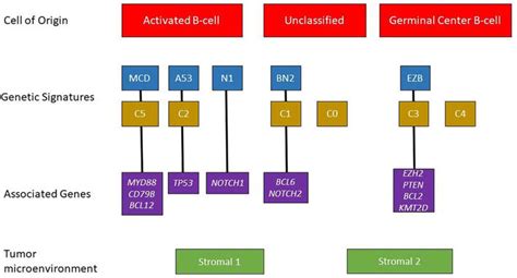 diffuse large b cell lymphomas from morphology to genomic profiling intechopen