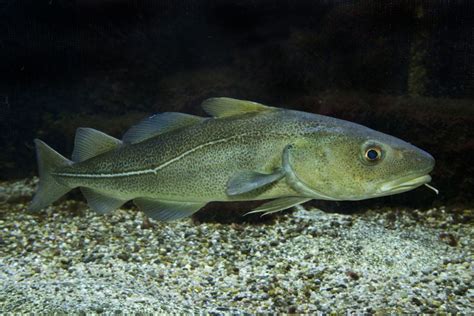 Arctic Cod Boreogadus Saida Arctic Cod Boreogadus Saida
