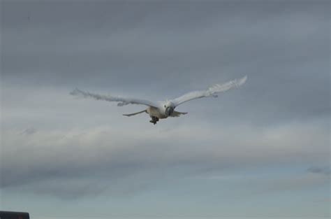 Gallery Learning Parrots